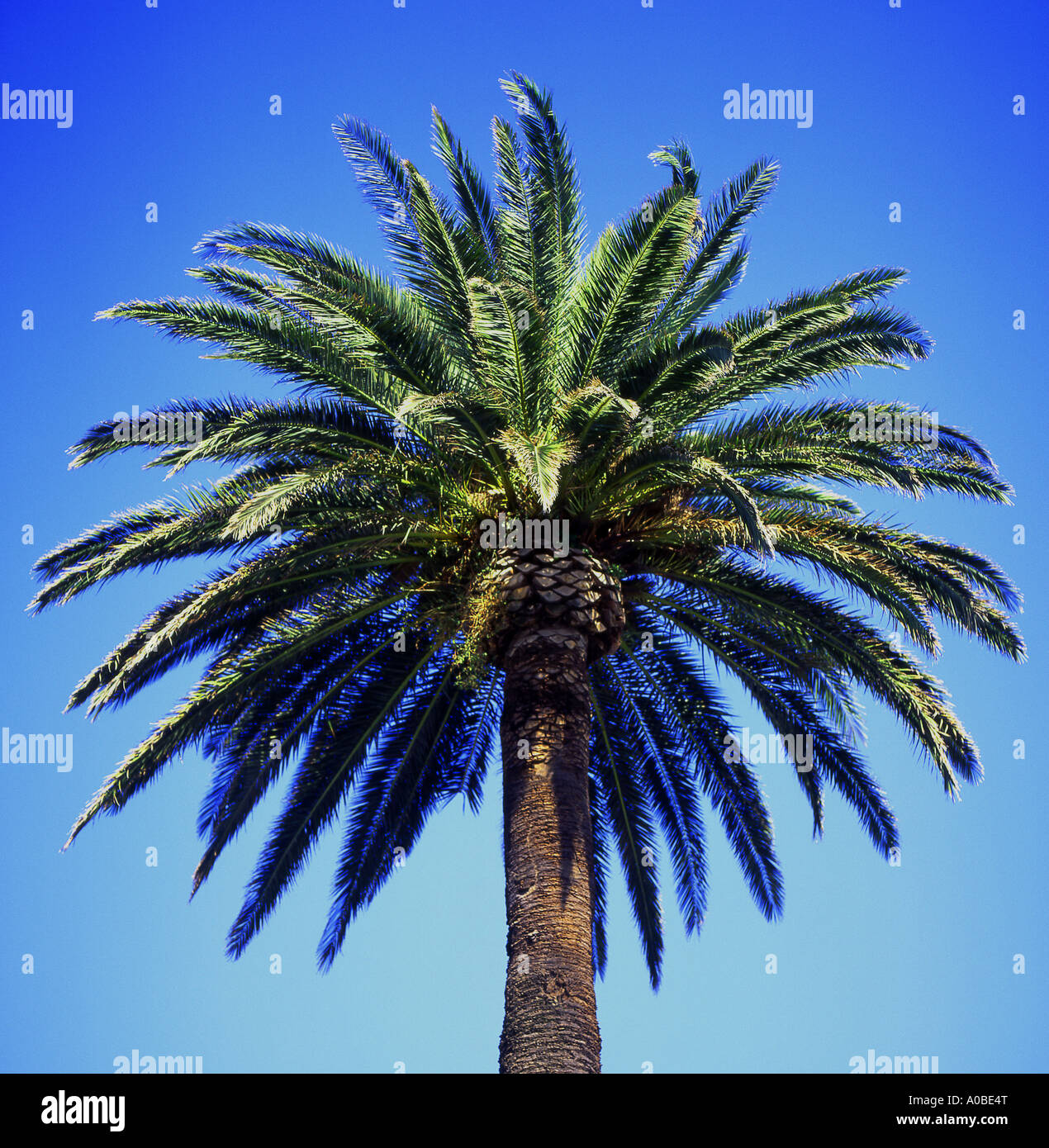 Palm leaves crown hi-res stock photography and images - Alamy