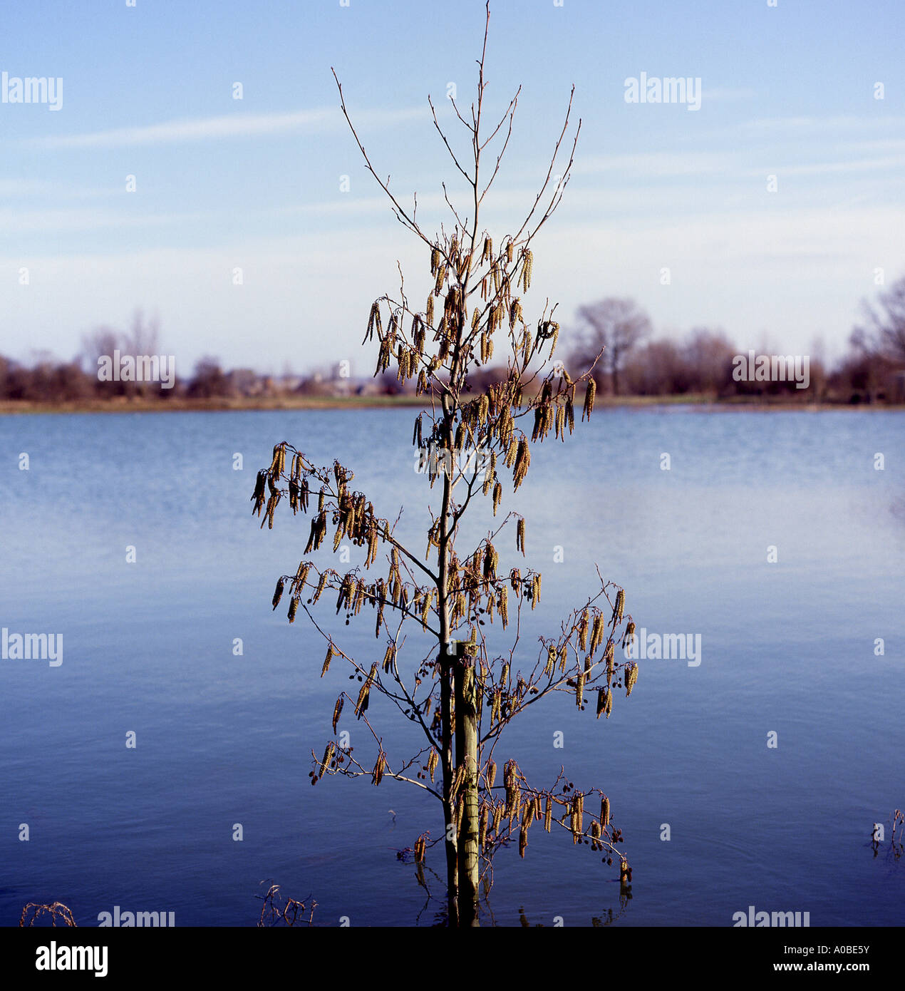 Willow tree in Flood water Stock Photo - Alamy