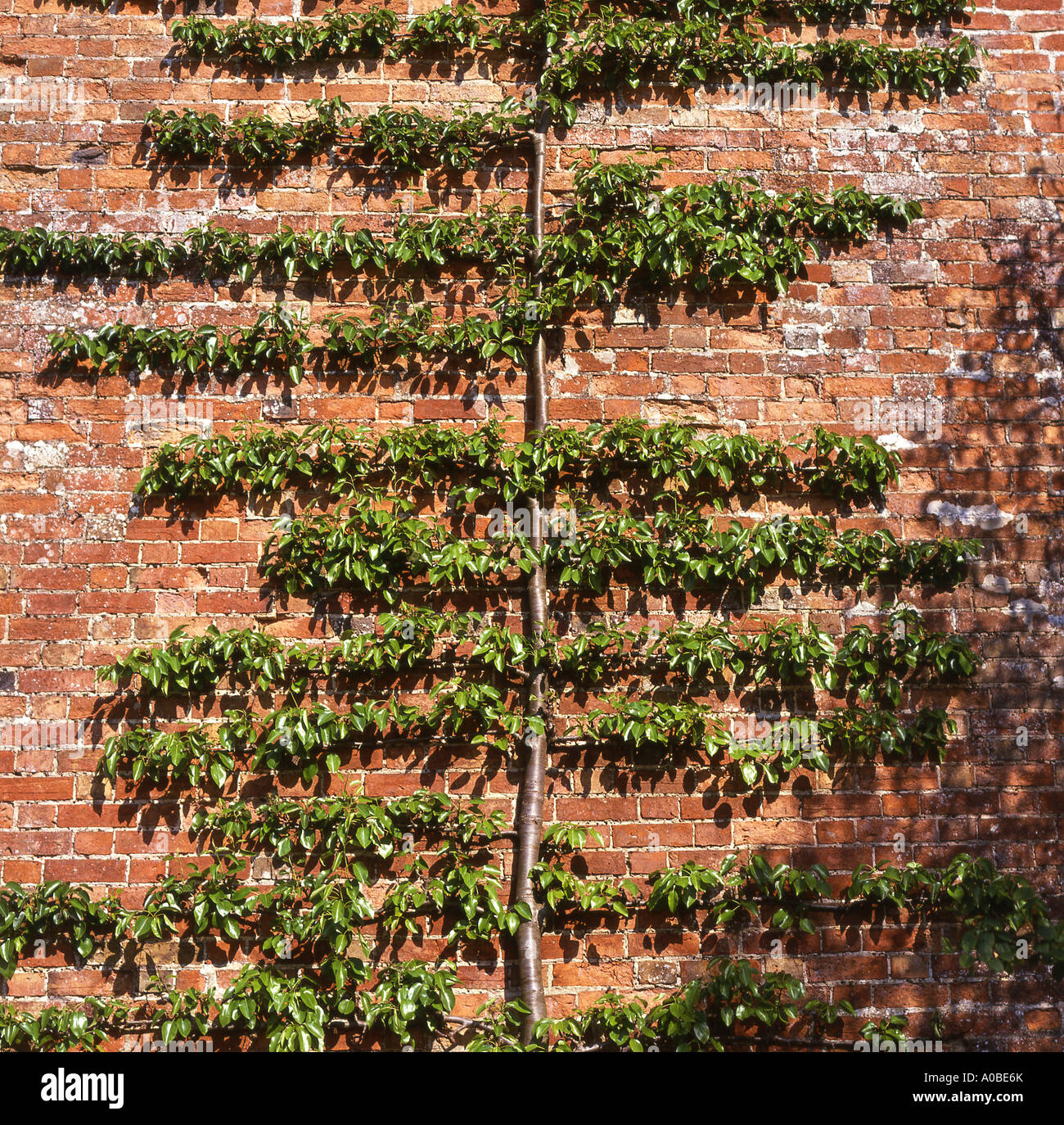 Pyrus communis pear tree espalier hi-res stock photography and images ...