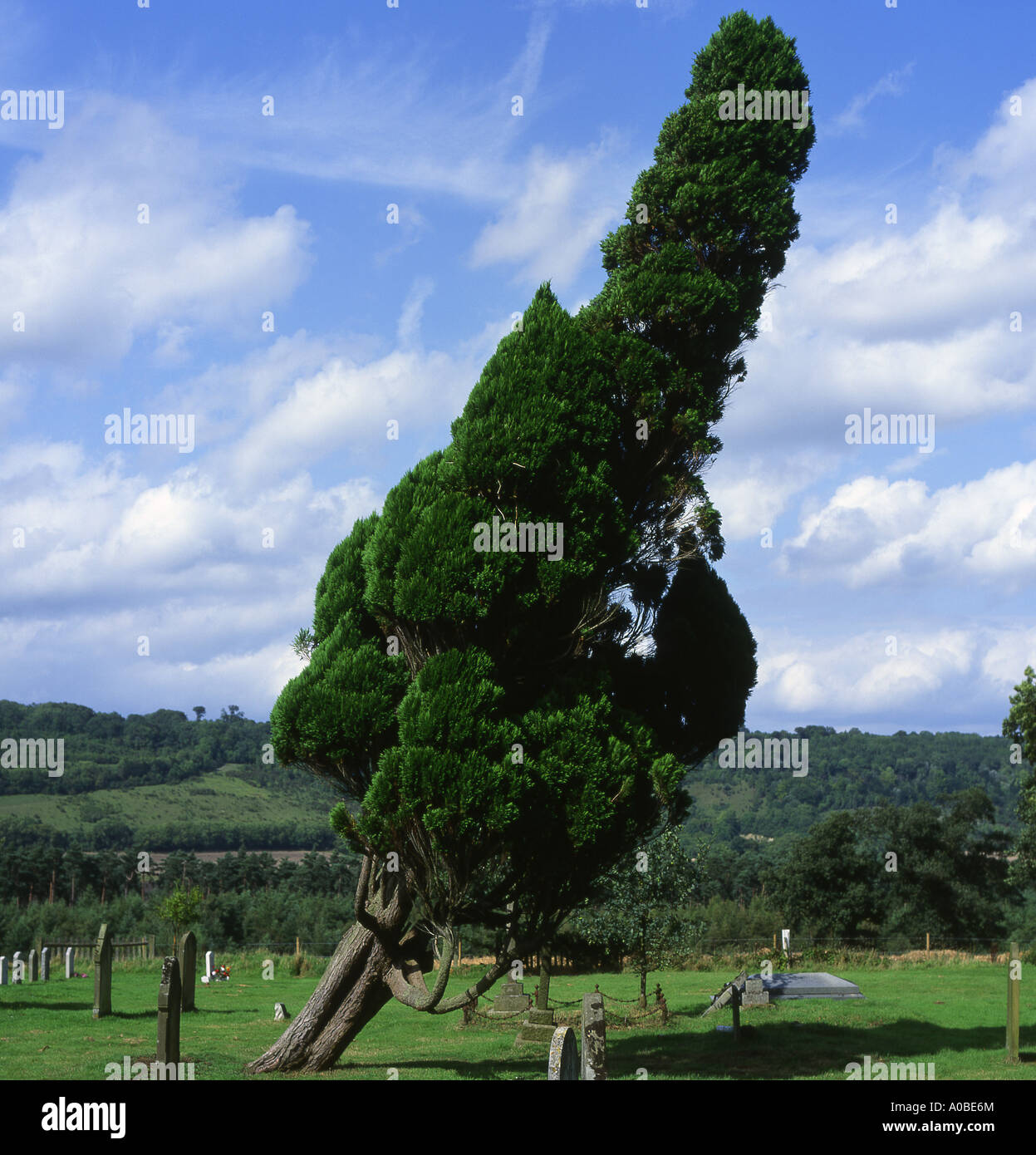 Pine Tree blown over by strong winds Stock Photo - Alamy