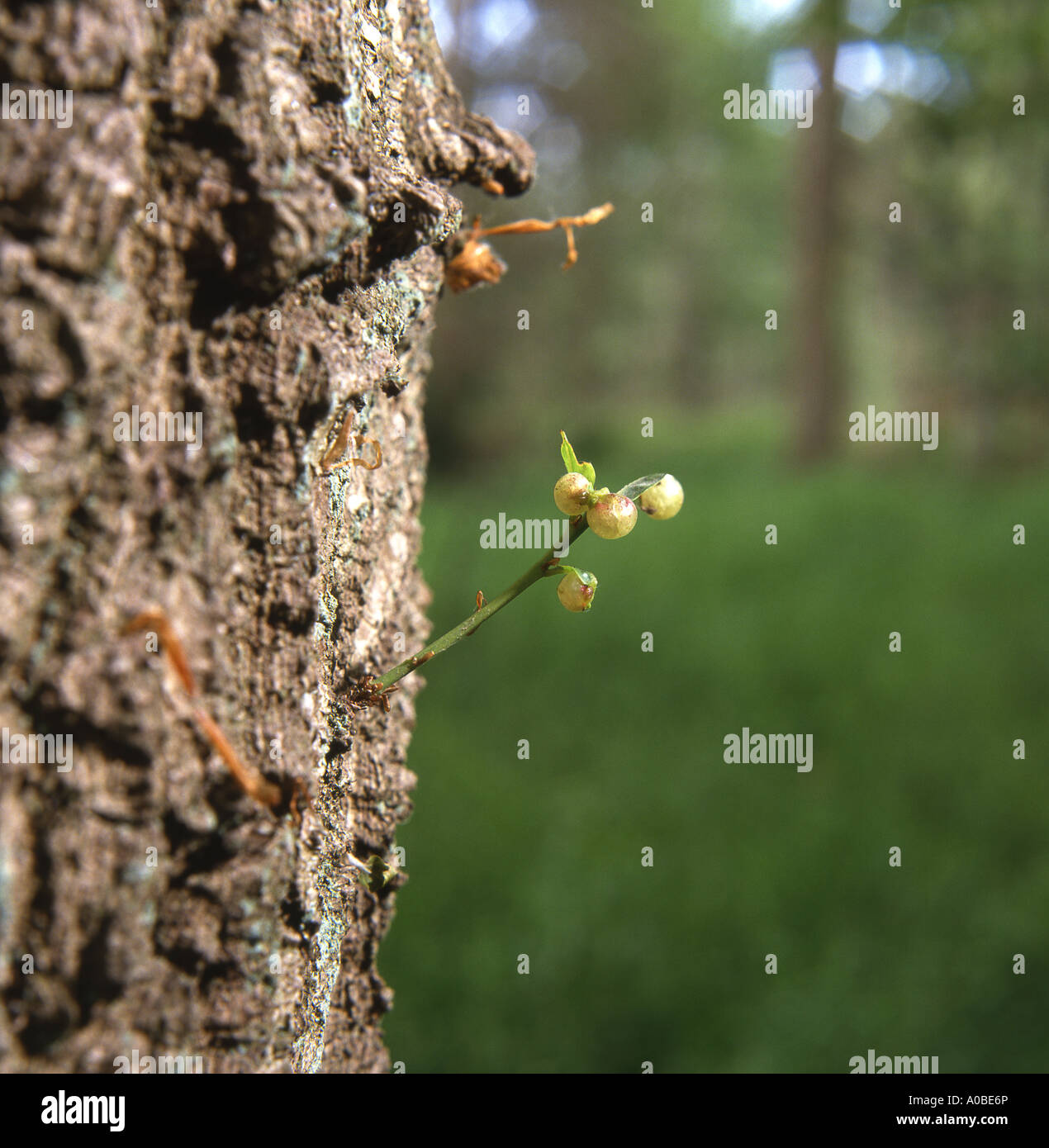 Oak tree with acorns Latin Quercus Robur Stock Photo - Alamy