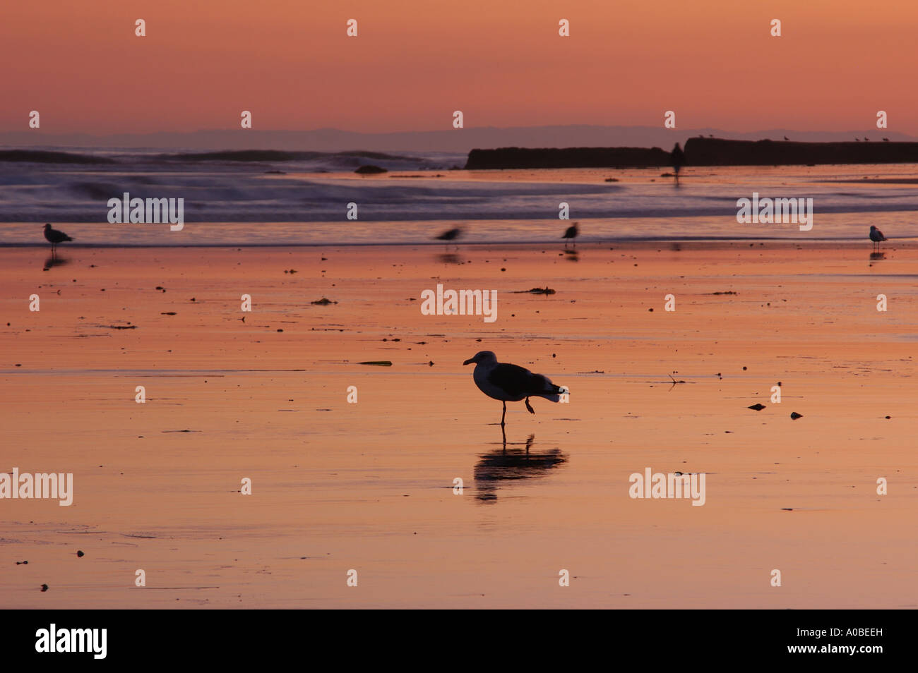Barbara seagull hi-res stock photography and images - Alamy