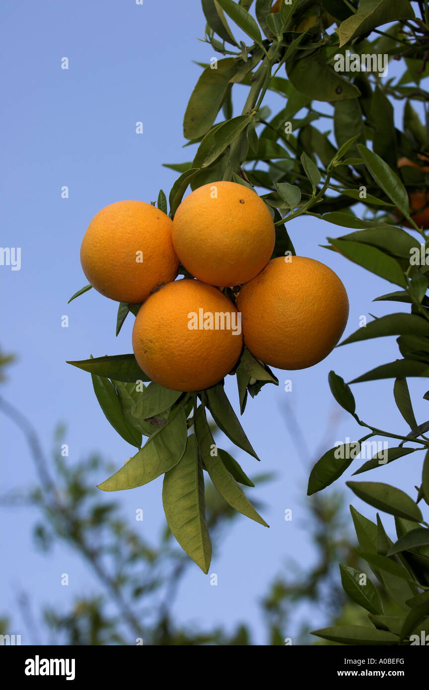 Cyprus orange tree hi-res stock photography and images - Alamy