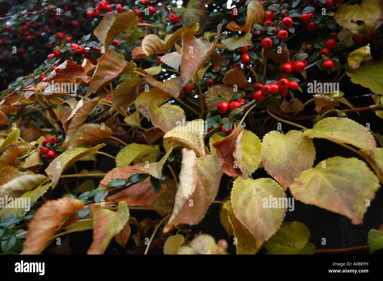 Autumn colours on this climbing hydrangea and cotoneaster in a Tiverton ...