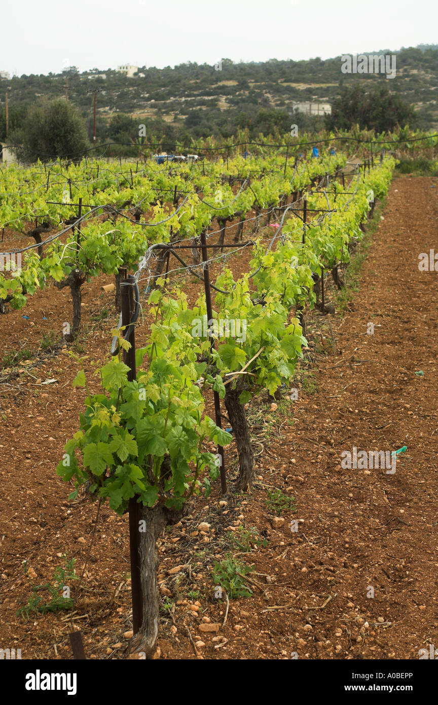 Vines growing in rows cyprus Stock Photo - Alamy