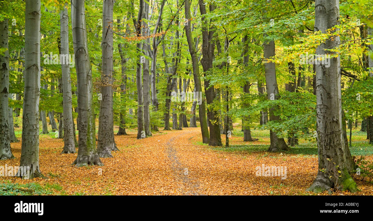 Beech trees in autumn Fagus sylvatica Stock Photo - Alamy