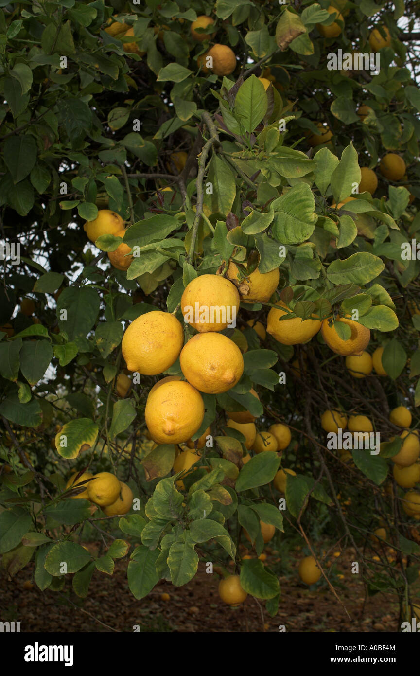 Lemons cyprus hi-res stock photography and images - Alamy