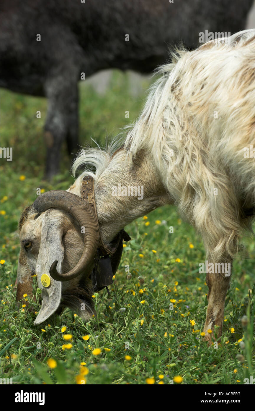Goat farming cyprus hi-res stock photography and images - Alamy