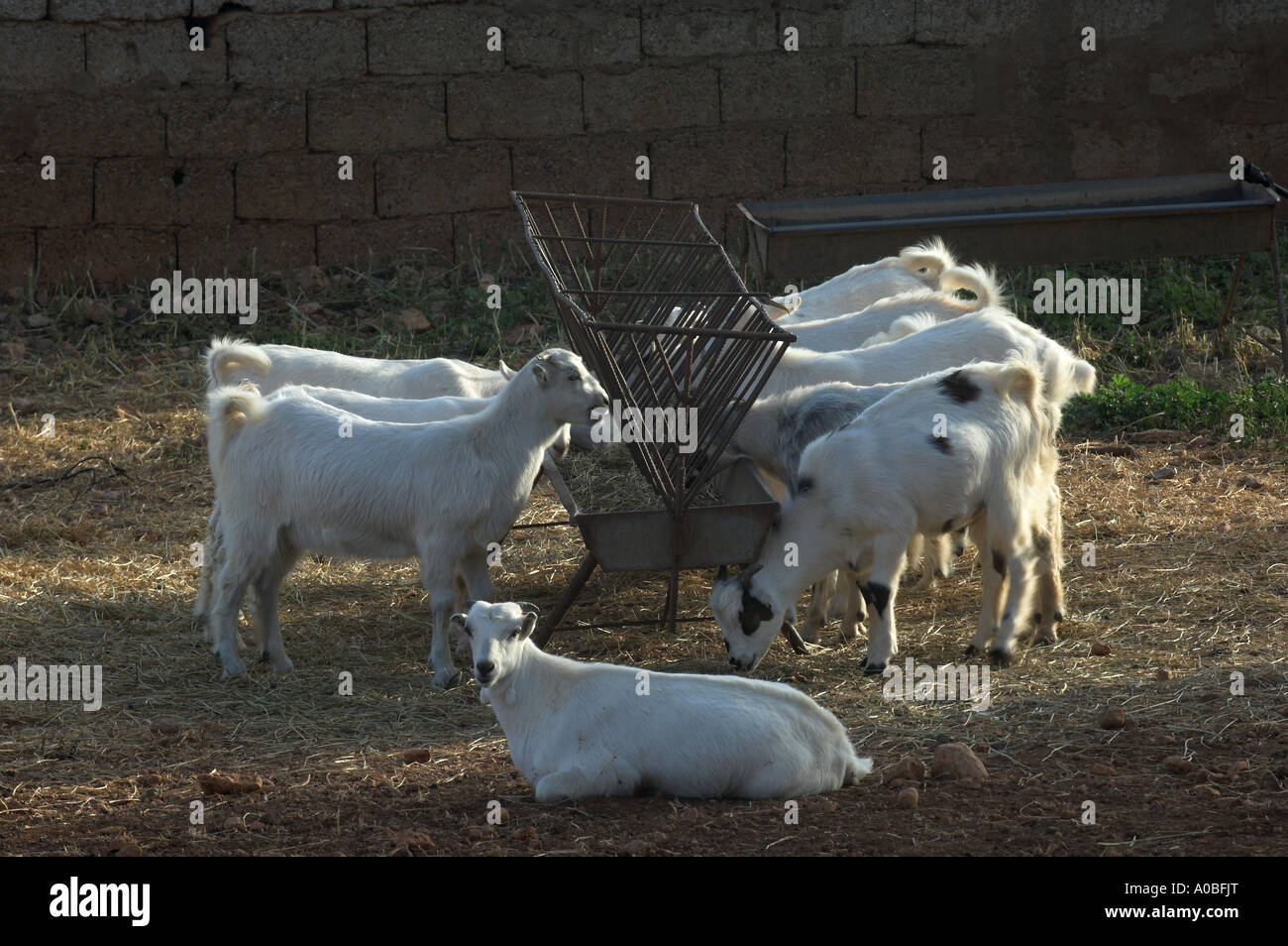 Goats around feeding rack Stock Photo - Alamy