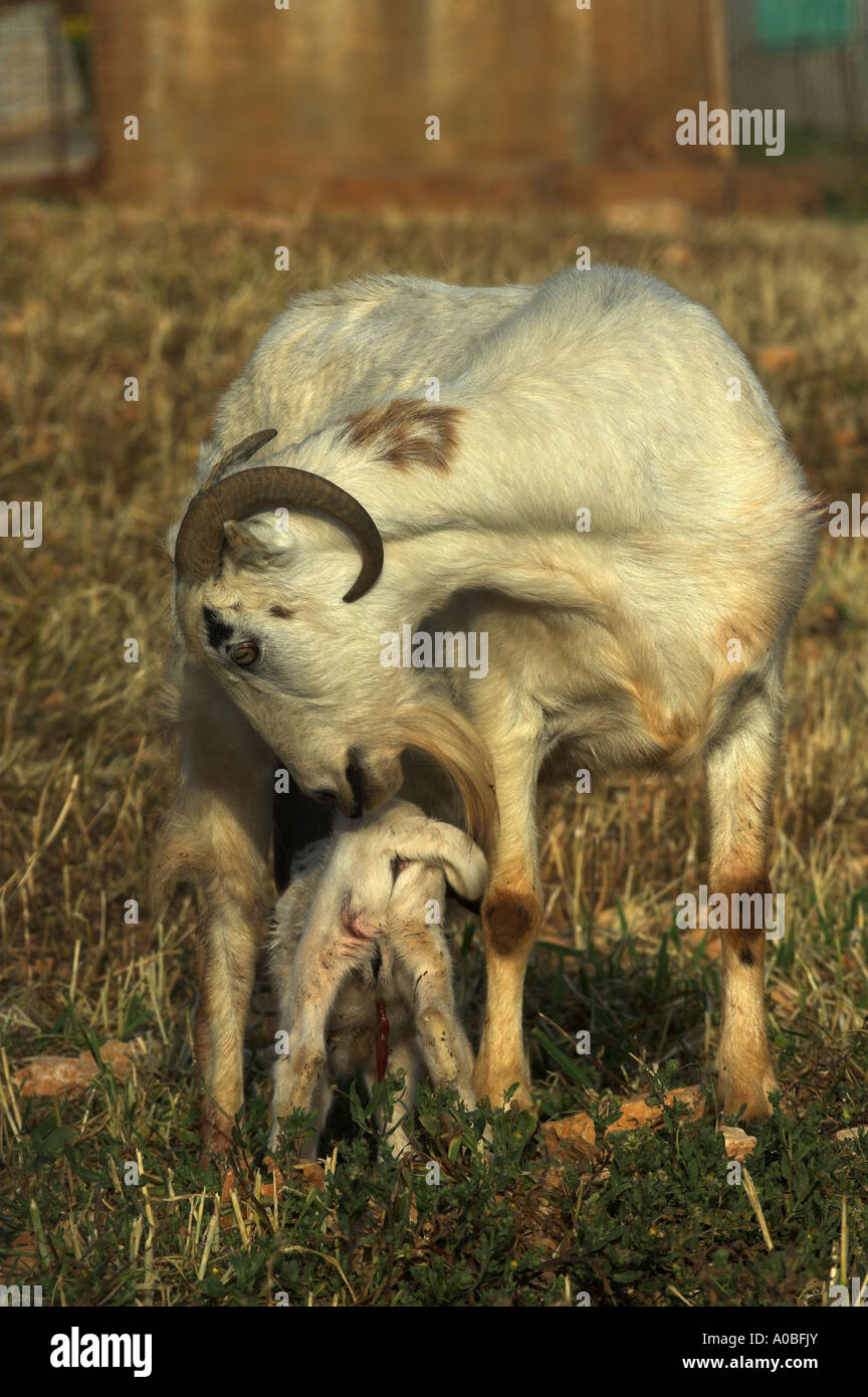 Mother goat with newborn kid Stock Photo - Alamy