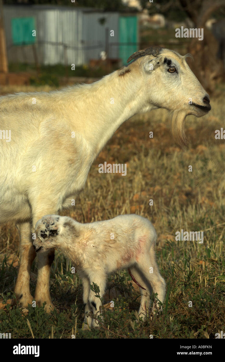 Goat farming cyprus hi-res stock photography and images - Alamy
