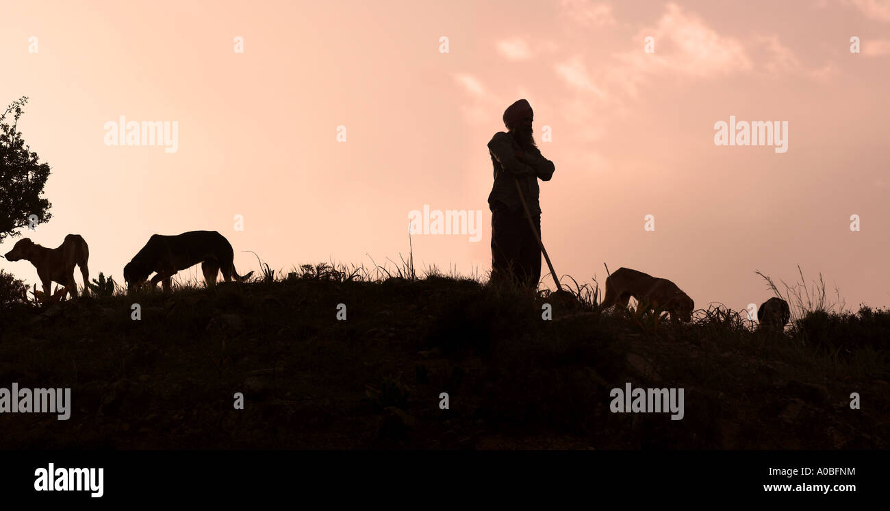 Silhouette shepherd sheep hi-res stock photography and images - Alamy