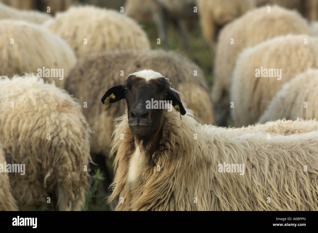 Sheep flock cyprus hi-res stock photography and images - Alamy