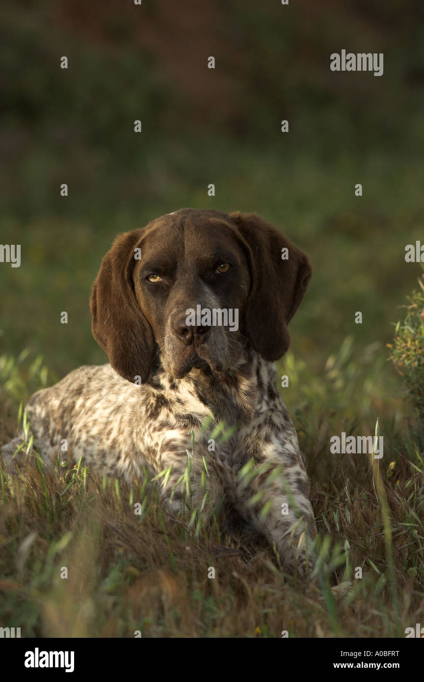Sheep hound hi-res stock photography and images - Alamy