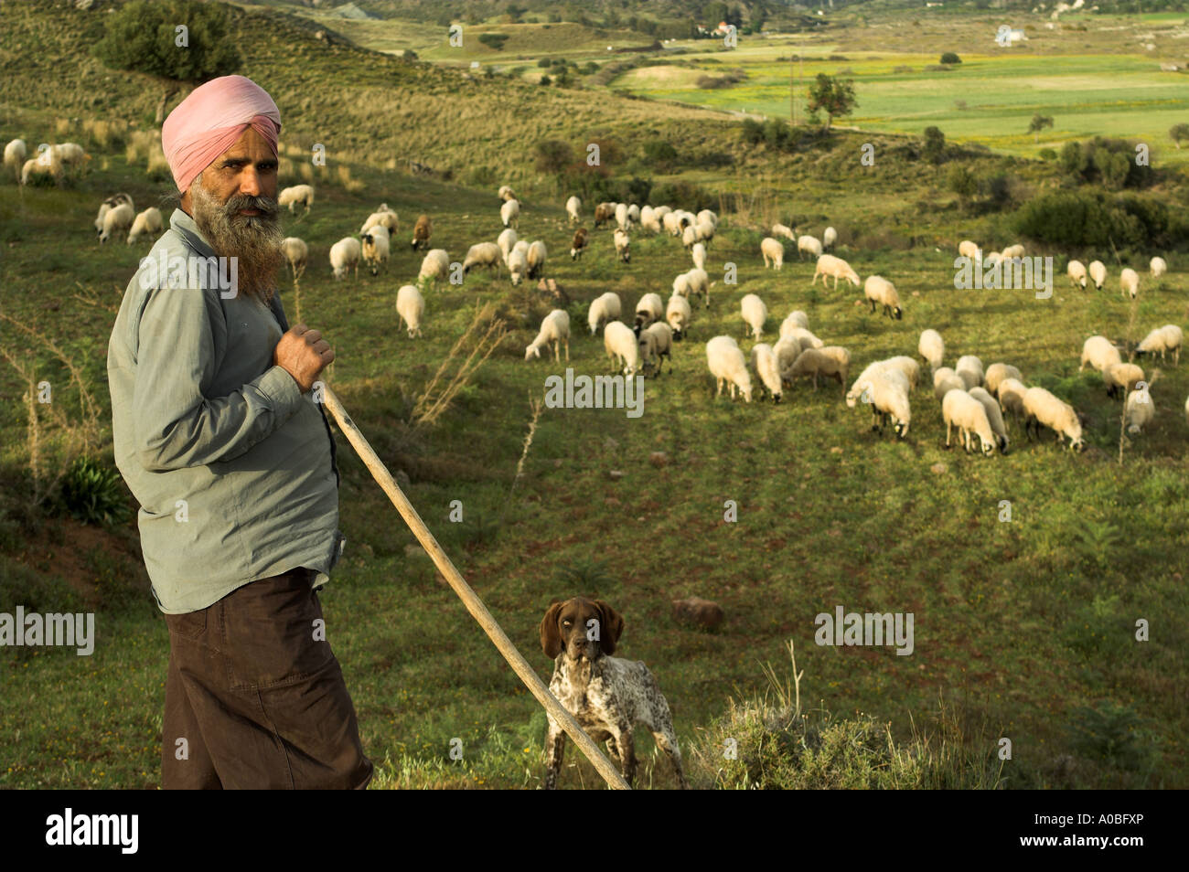 Shepherd watching his sheep hi-res stock photography and images - Alamy