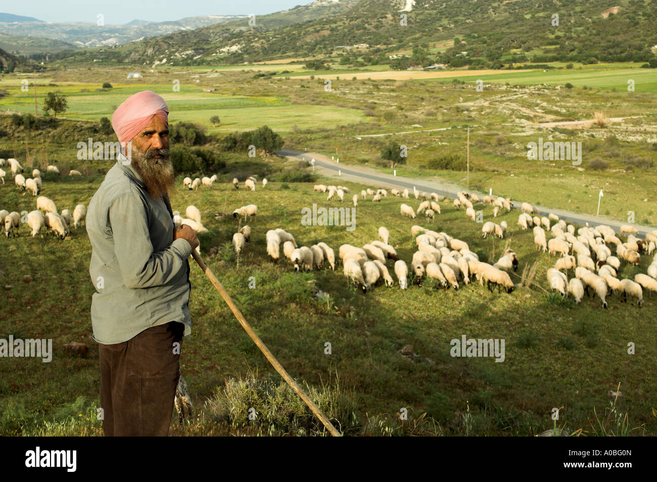Shepherd watching over his sheep early evening Cyprus Stock Photo - Alamy