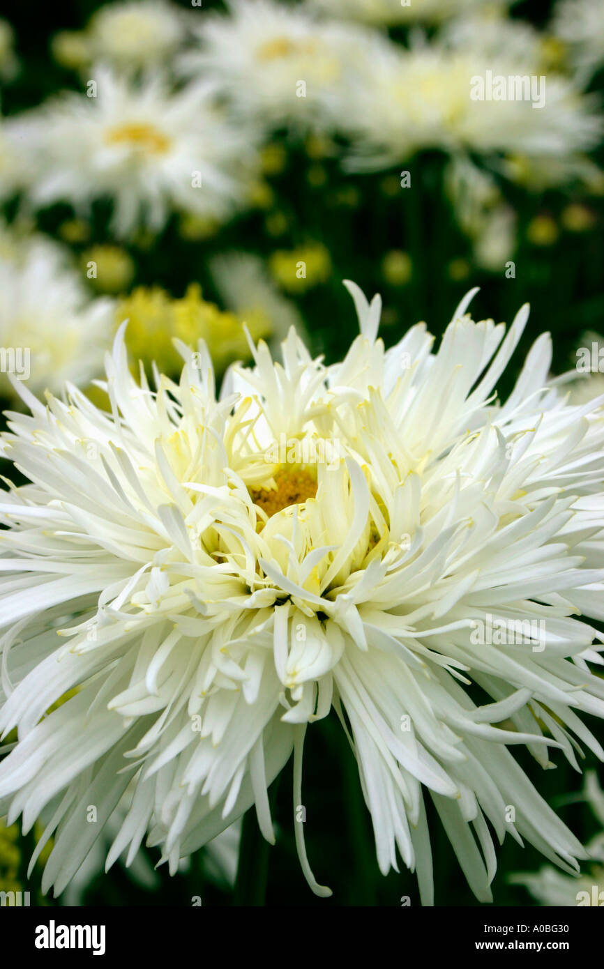 Double white flowers of perennial garden plant Leucanthemum x superbum ...