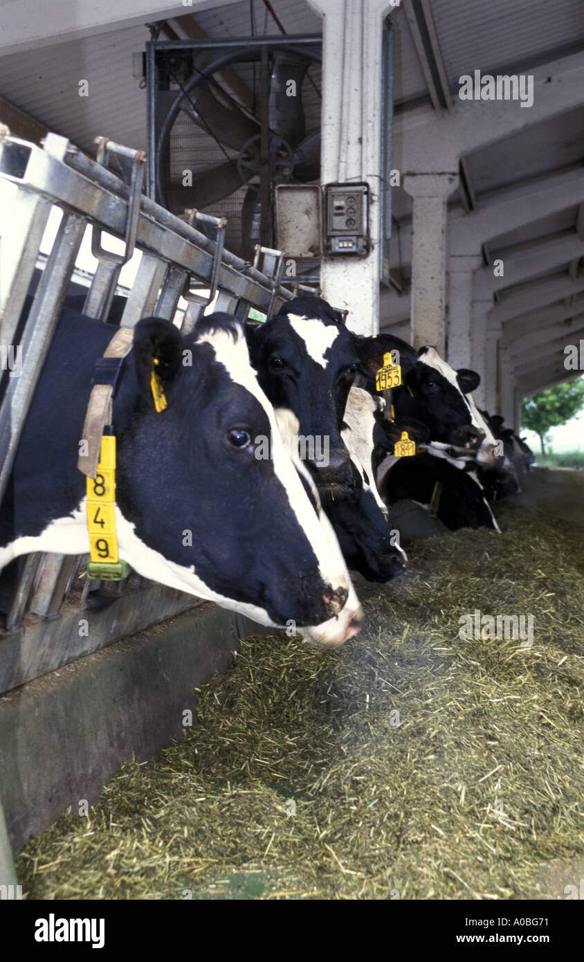 Animal a hombre hi-res stock photography and images - Alamy