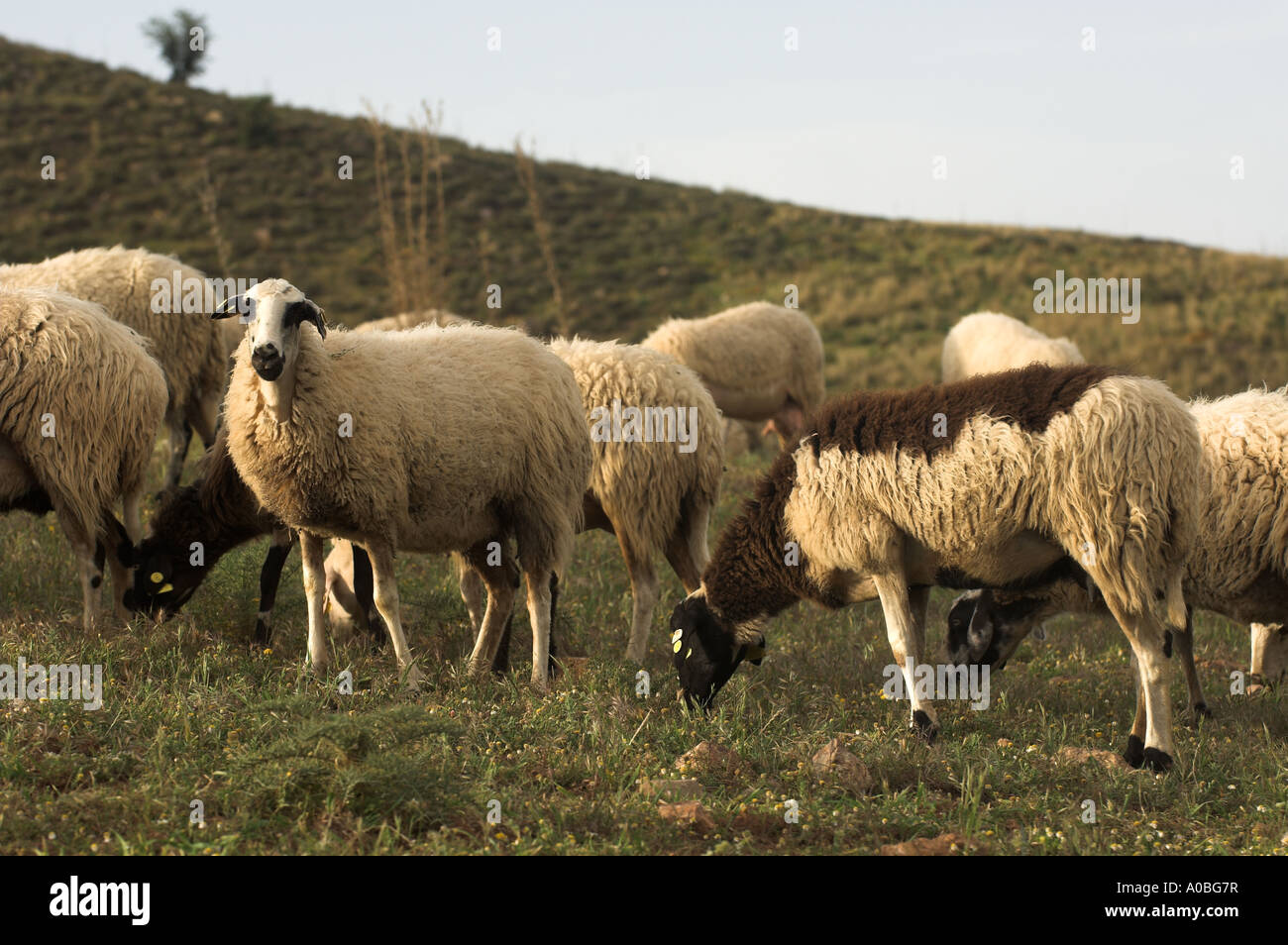 Sheep flock cyprus hi-res stock photography and images - Alamy