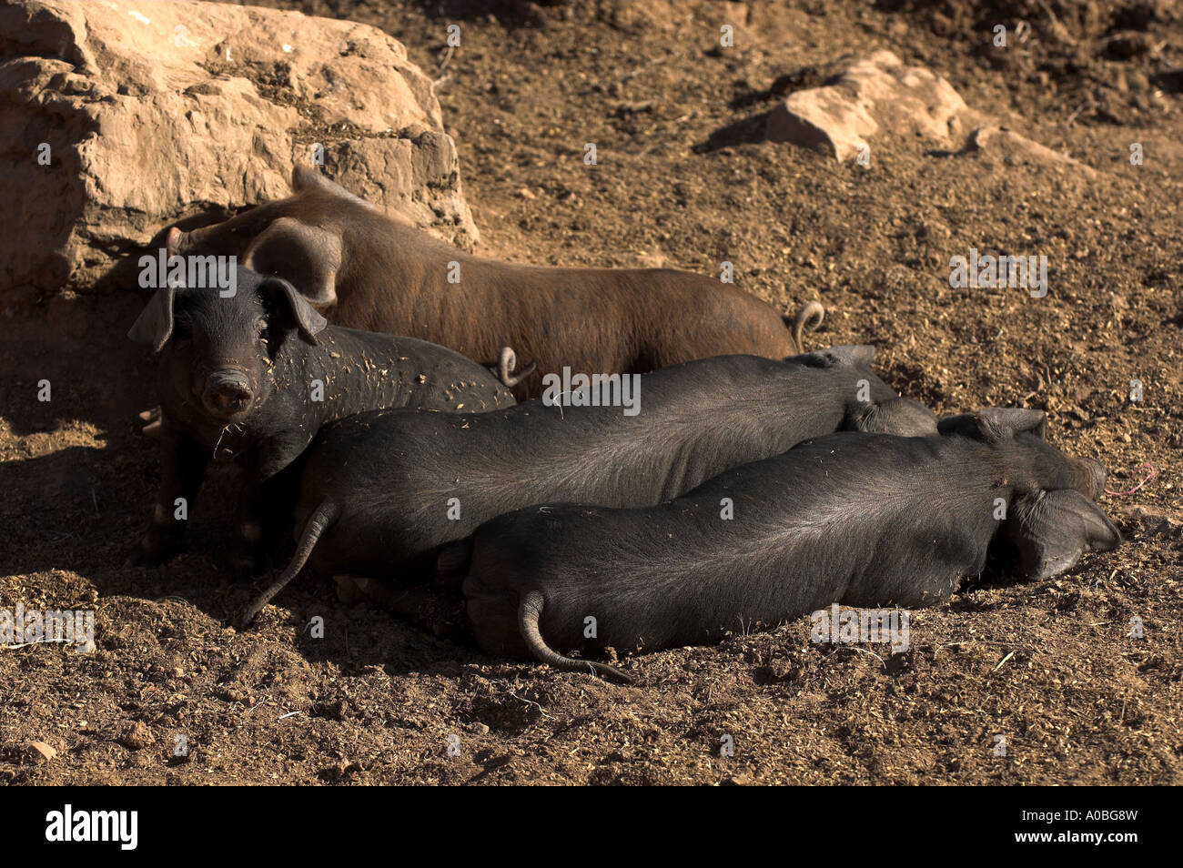 Row piglets hi-res stock photography and images - Alamy