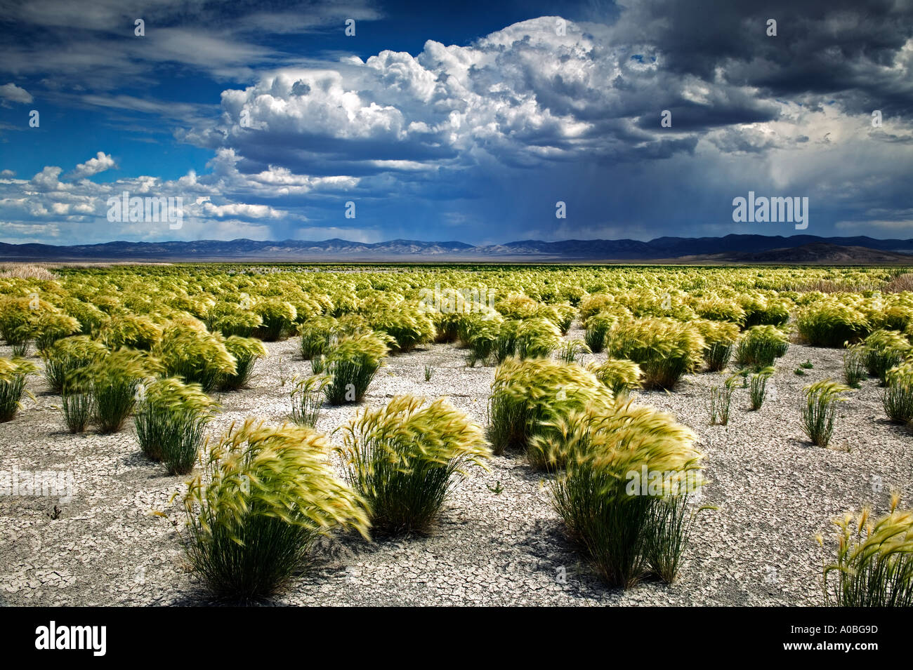 Grasses and thunderstorm Ruby Lake National Wildlife Refuge Nevada ...