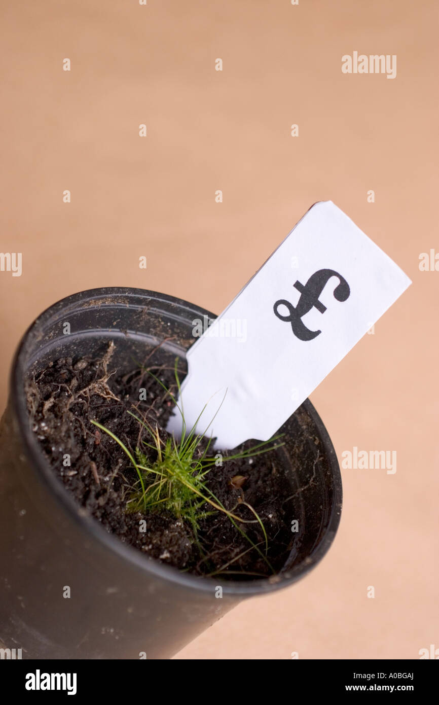 Growth Pot plant with green shoots and label with with pound symbol ...