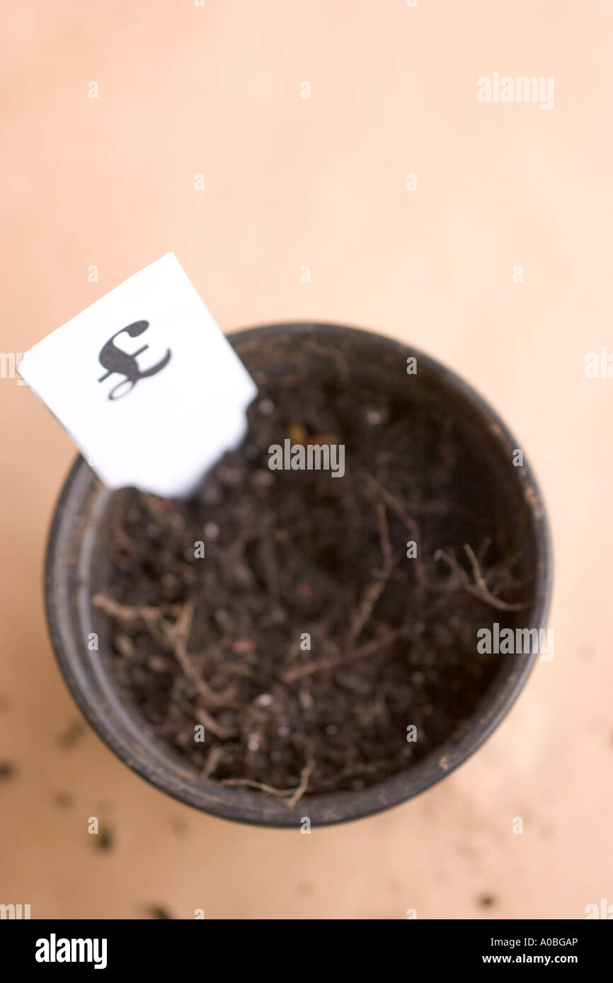 Growth Pot plant with earth and label with pound symbol currency of ...