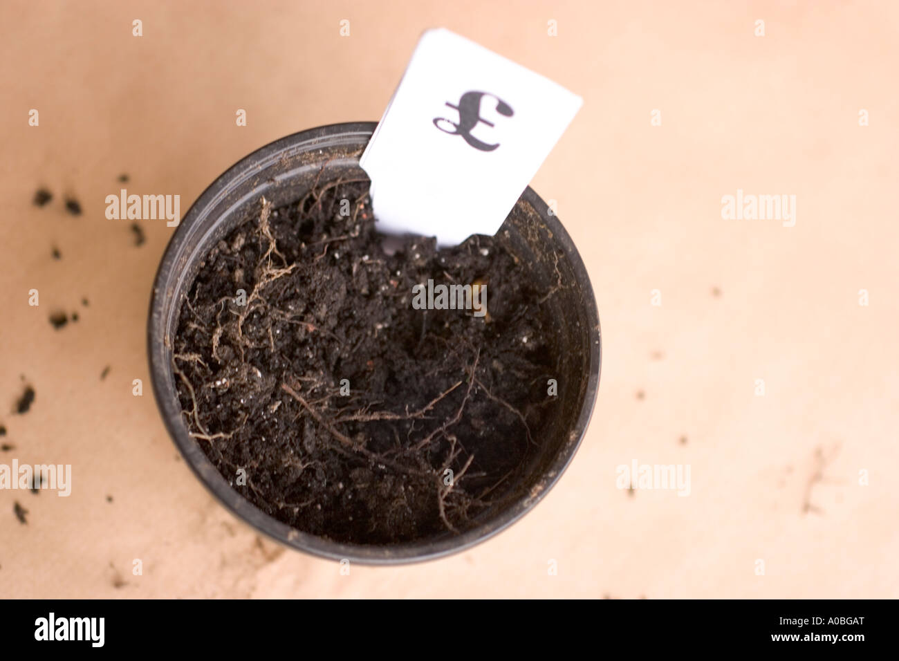 Growth Pot plant with earth and label with pound symbol currency of ...
