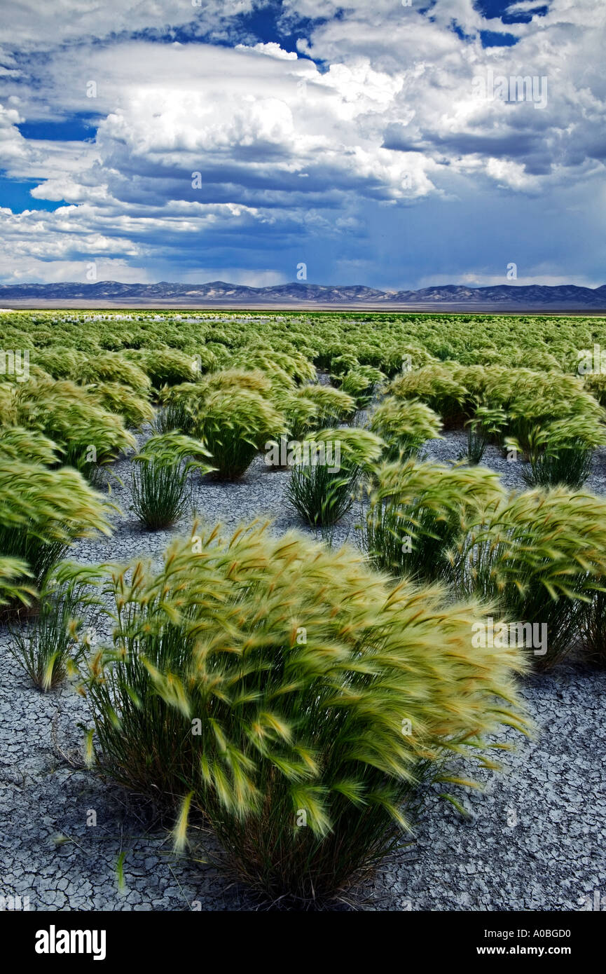Grasses and thunderstorm Ruby Lake National Wildlife Refuge Nevada ...