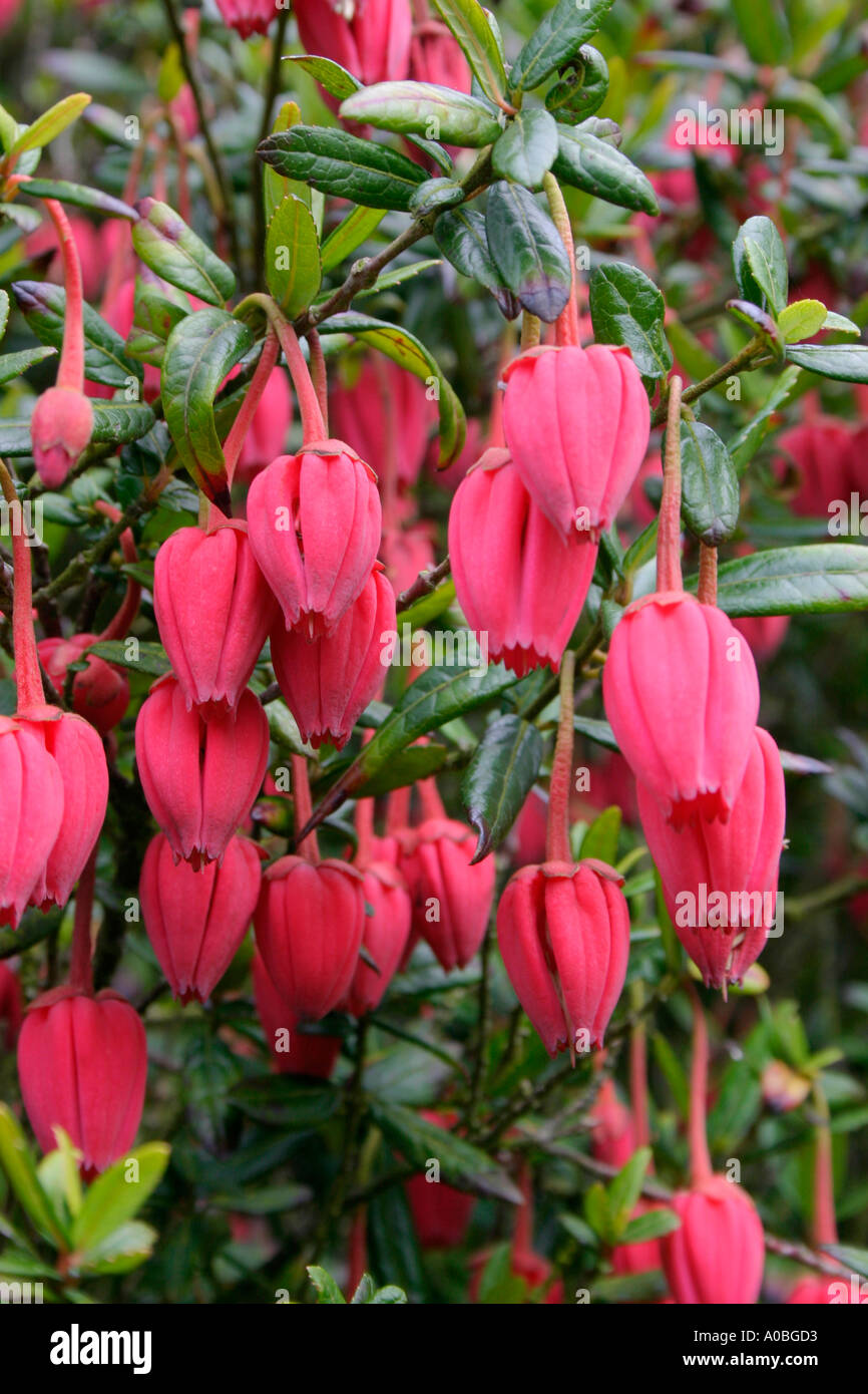 Red crimson flowers of garden shrub Crinodendron hookerianum Stock ...