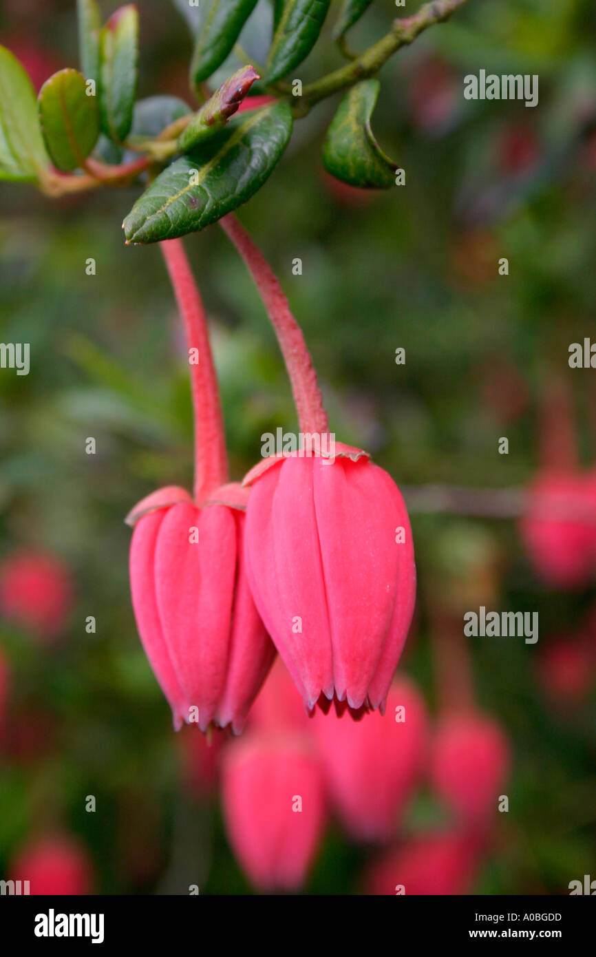 Red crimson flowers of garden shrub Crinodendron hookerianum Stock ...