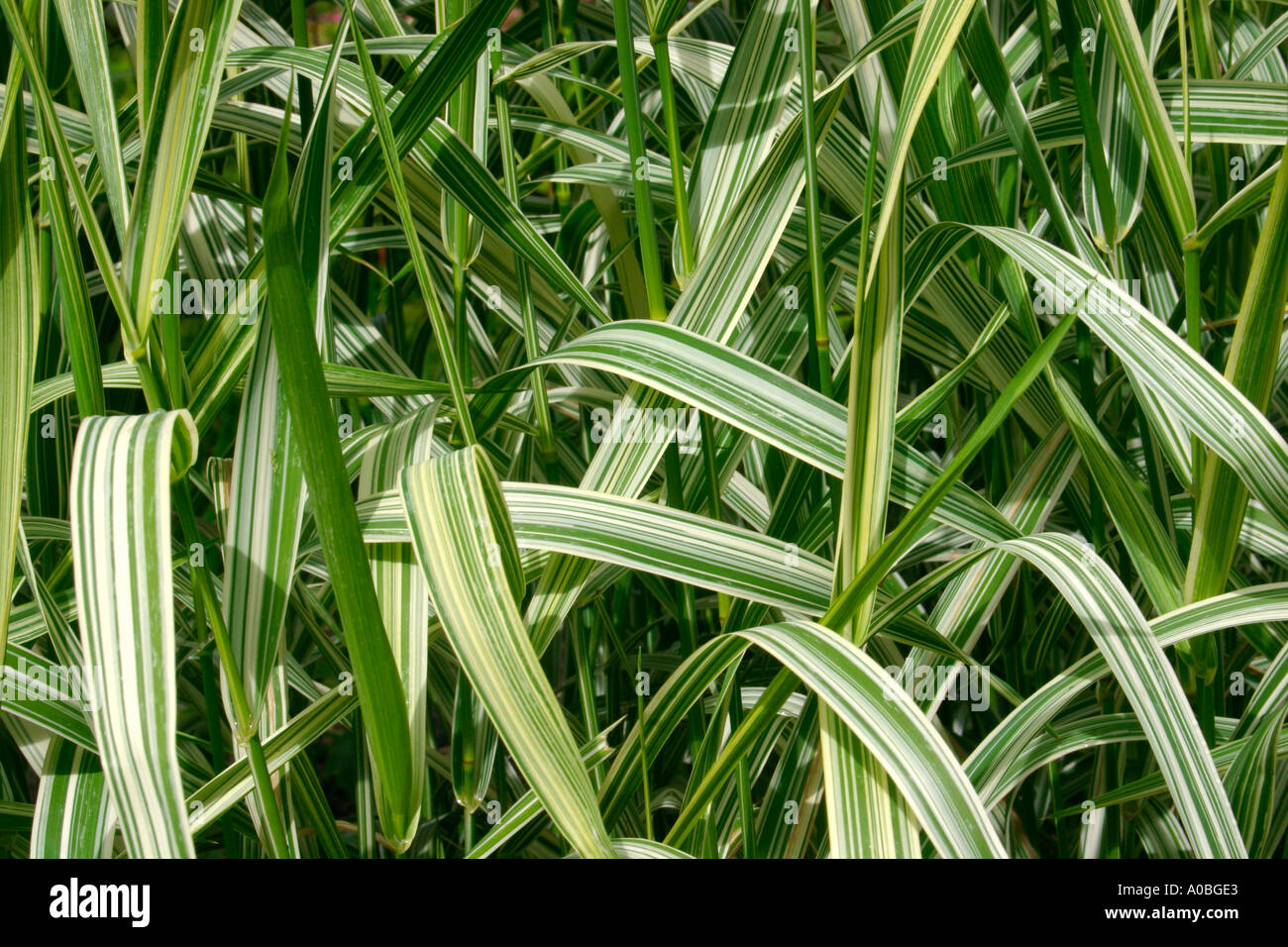 Variegated grasses hi-res stock photography and images - Alamy