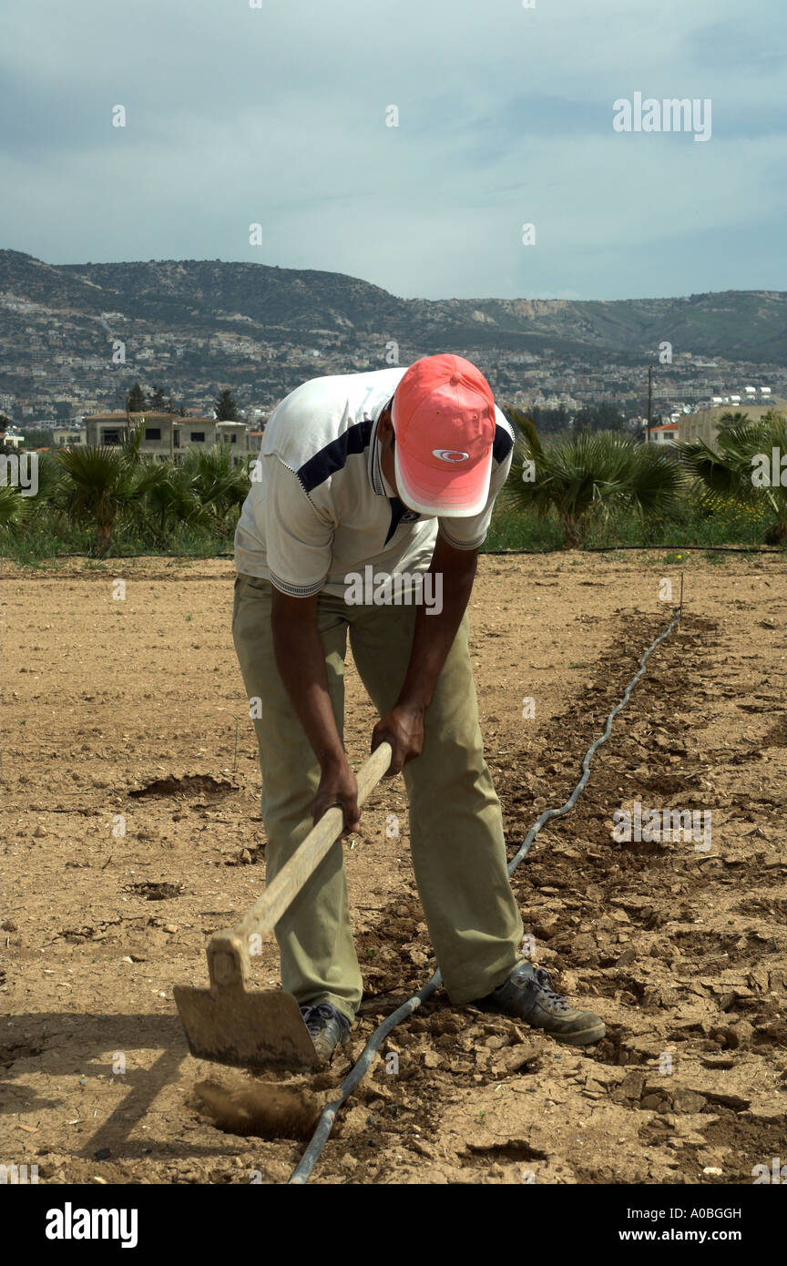 Farmer hoeing ground in preparation to planting Tomato plants Cyprus ...