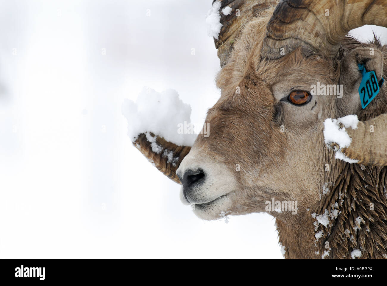 Big ear sheep hi-res stock photography and images - Alamy