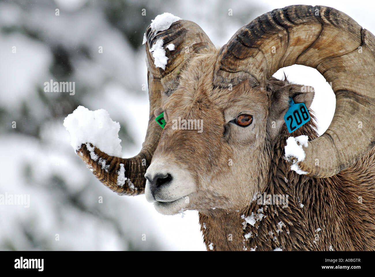 Study Of Sheep High Resolution Stock Photography and Images - Alamy