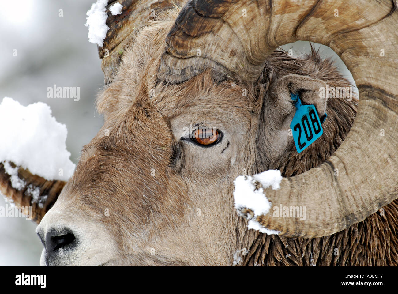 A close up face shot of a Bighorn Sheep with ear tags Stock Photo - Alamy