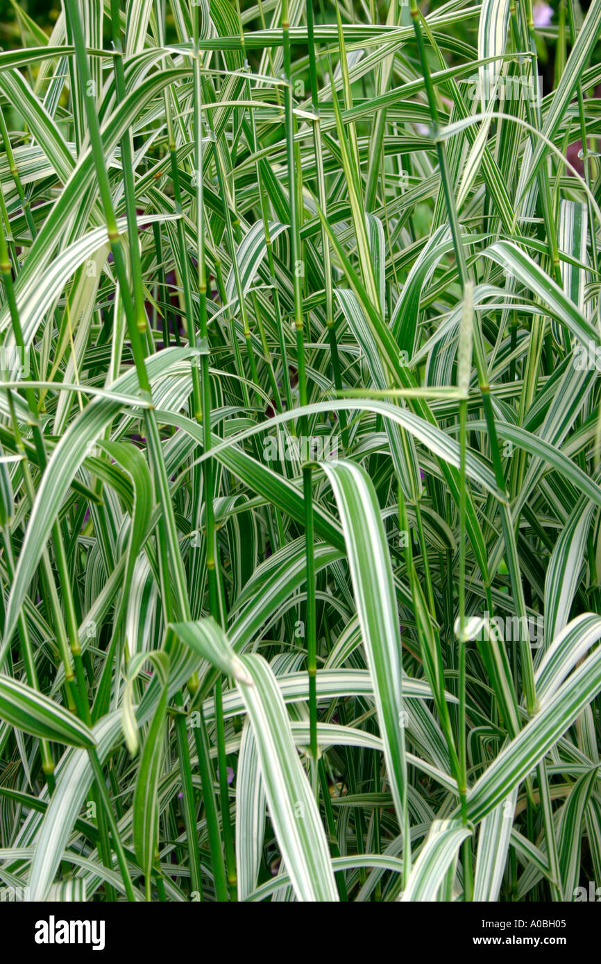 Variegated grasses hi-res stock photography and images - Alamy