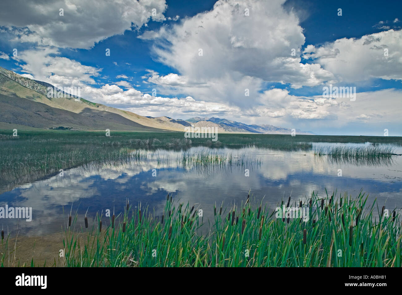 Ruby Lake with cattails and storm clouds Ruby Lake National Wildlife ...