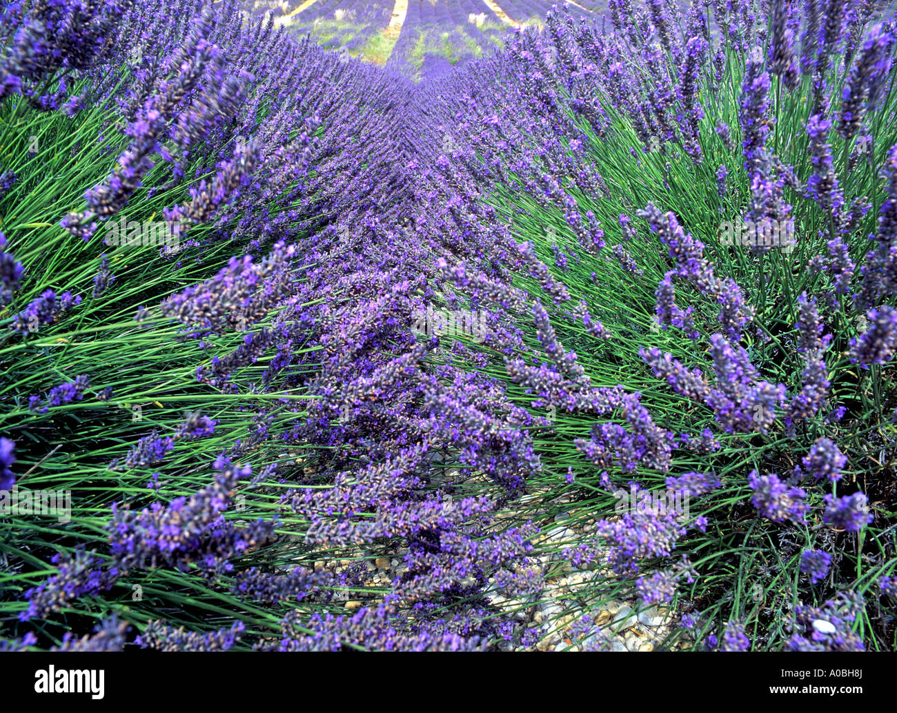 Blooming lavender Lavandula angustifolia Stock Photo - Alamy