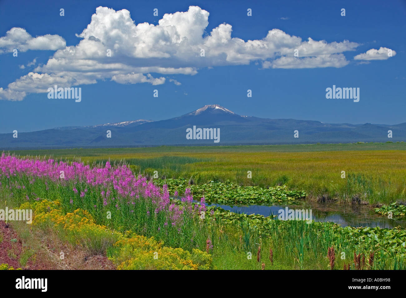 Klamath Marsh National wildlife Refuge with rabbit brush fireweed and ...