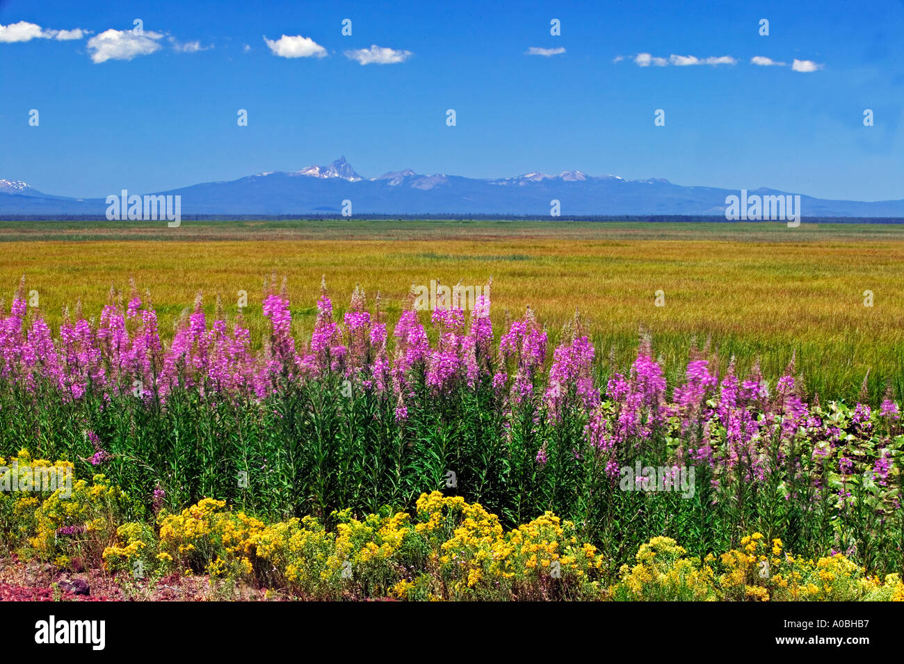 Klamath Marsh National wildlife Refuge with rabbit brush and fireweed ...