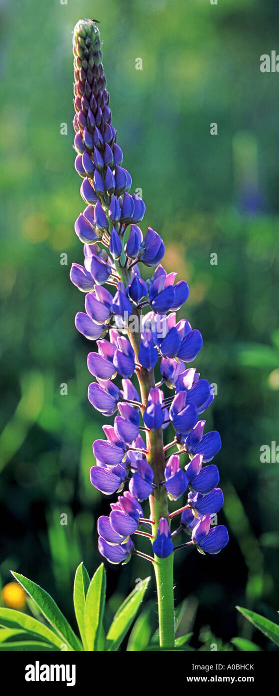 Blue lupin flower blooming Lupinus Stock Photo - Alamy