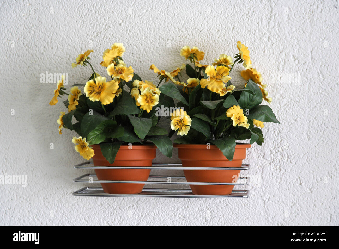 Two flower hi-res stock photography and images - Alamy
