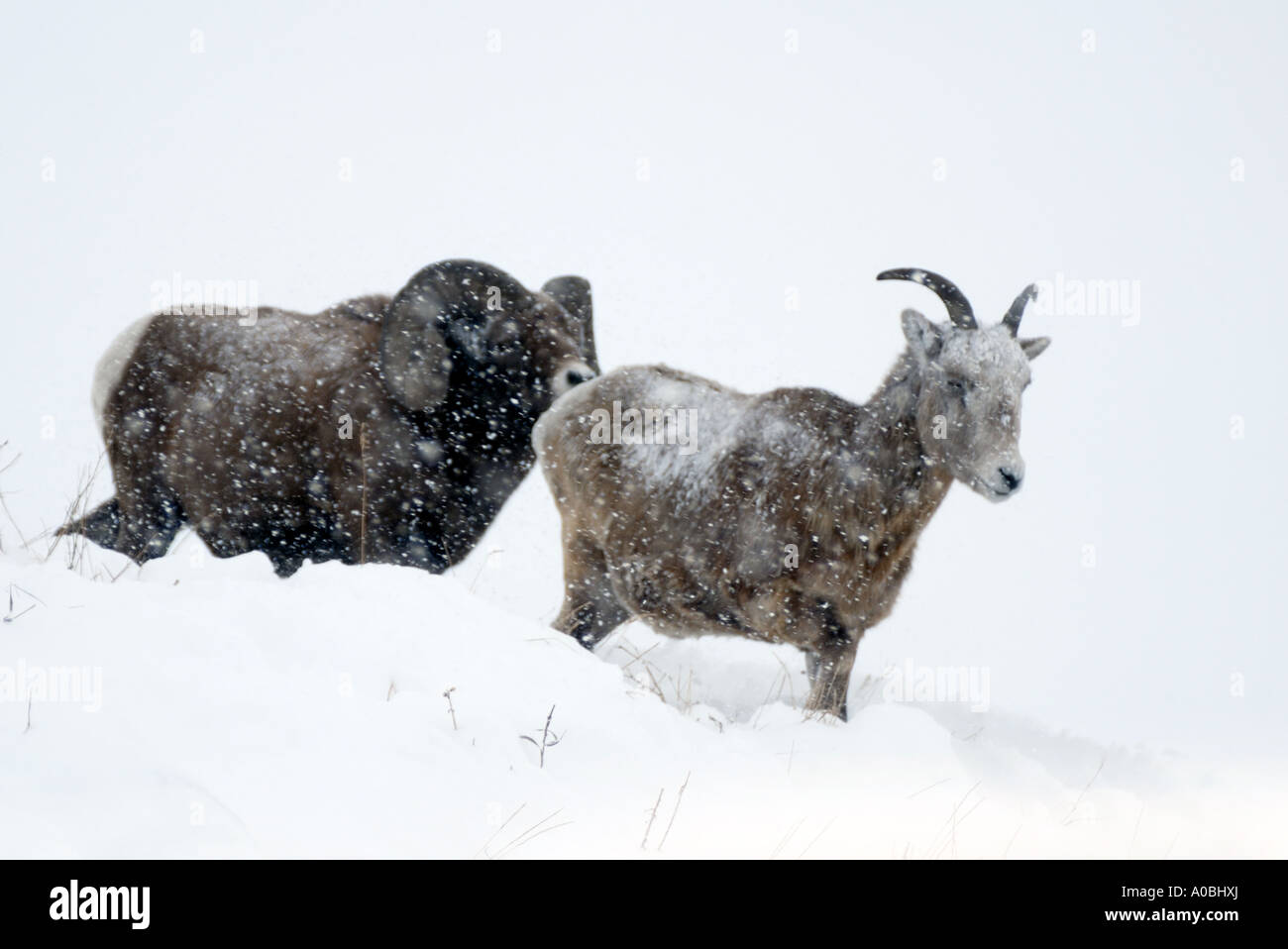 Bighorn ram in mating season hi-res stock photography and images - Alamy