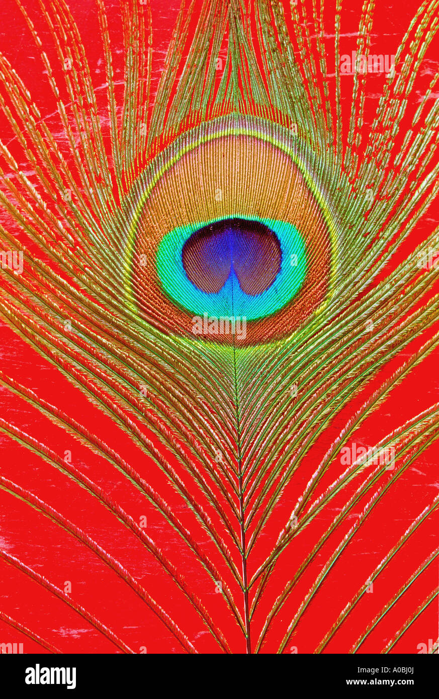 Peacock feather on the red background Stock Photo - Alamy