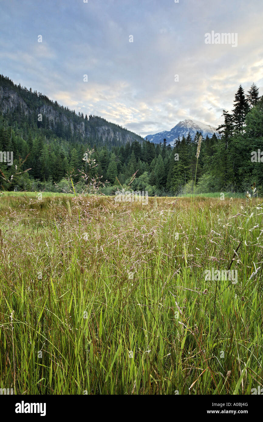 Longmire meadows below Mount Rainier Mount Rainier National Park ...