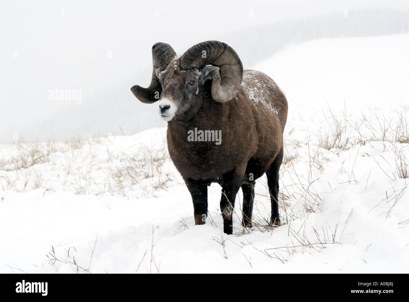 Sheep in snow animals in snow hi-res stock photography and images - Alamy