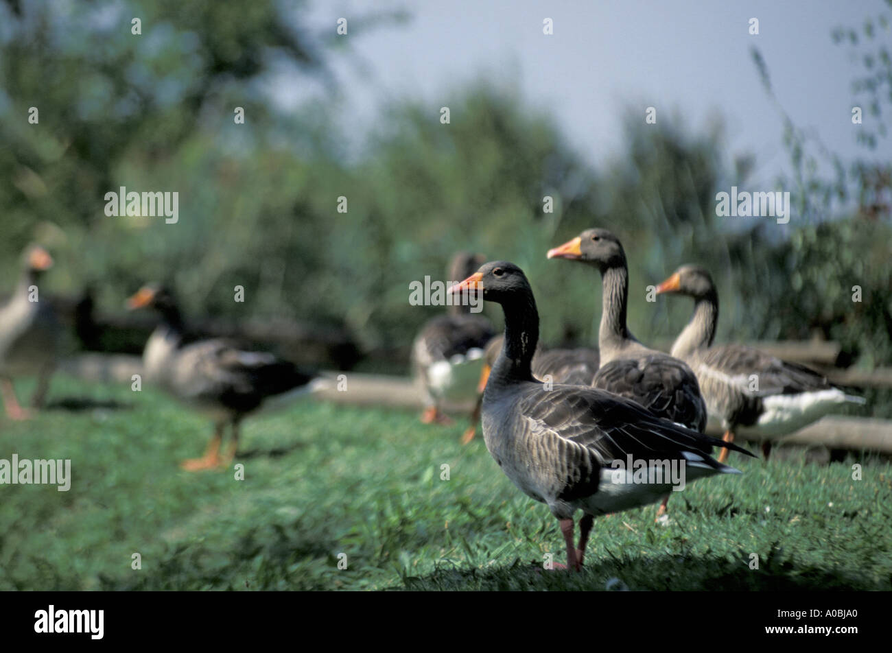 Ducks Natural reserve of the mouth of Stella river Marano Lagunare ...