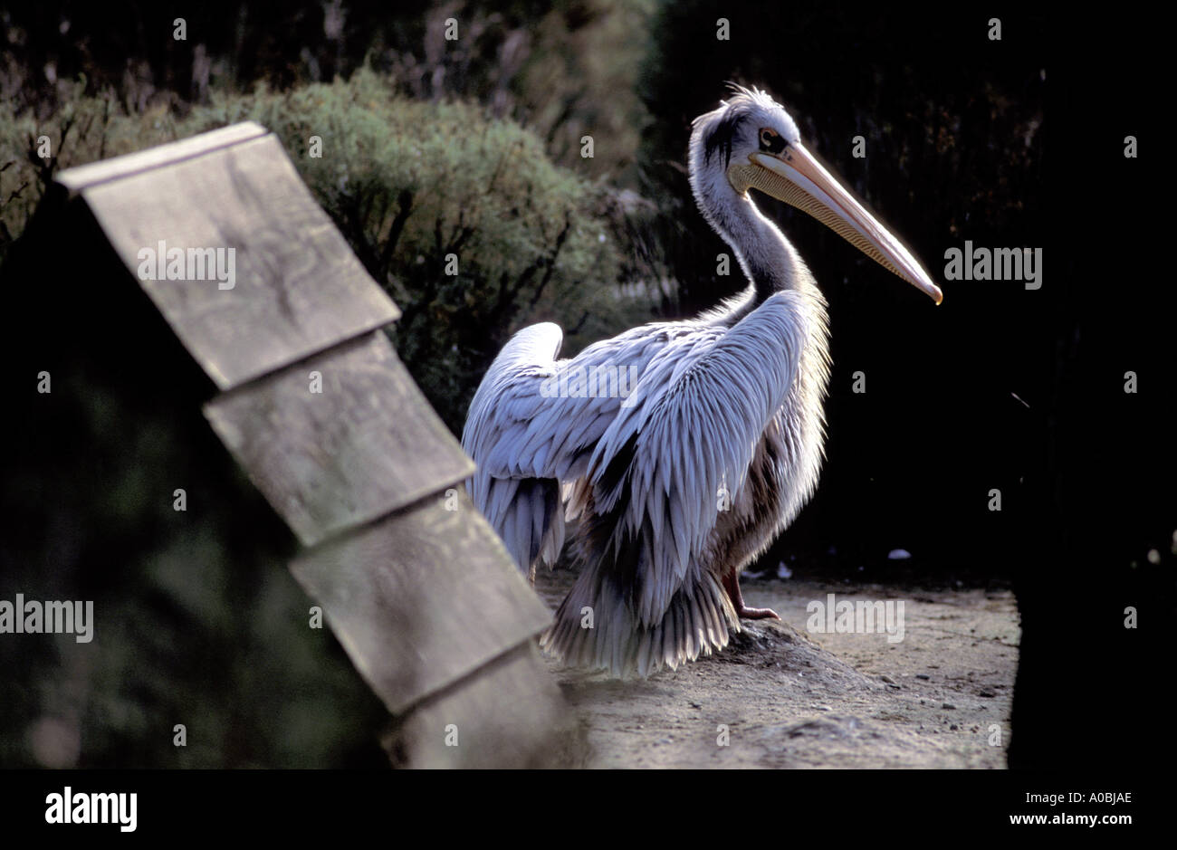 Lignano Zoo High Resolution Stock Photography and Images - Alamy