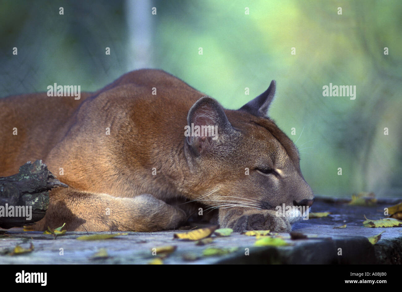 Zoo Lignano Sabbiadoro Friuli Venezia Giulia Italy Stock Photo - Alamy